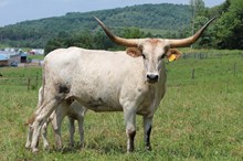 Texas Longhorns For Sale at RTG Ranch - New York